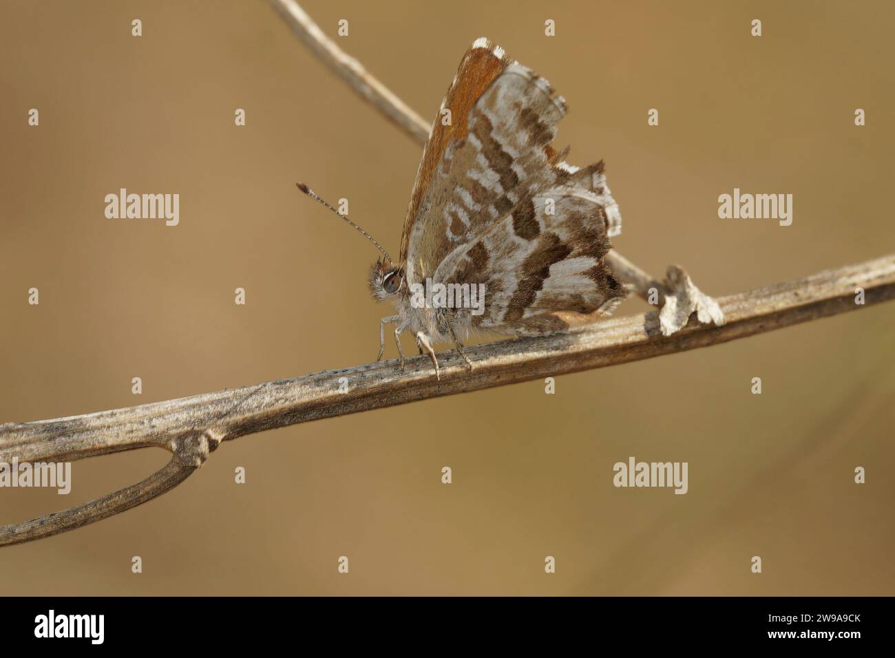 Natural closeup on the small Geranium bronze butterfly, Cacyreus ...