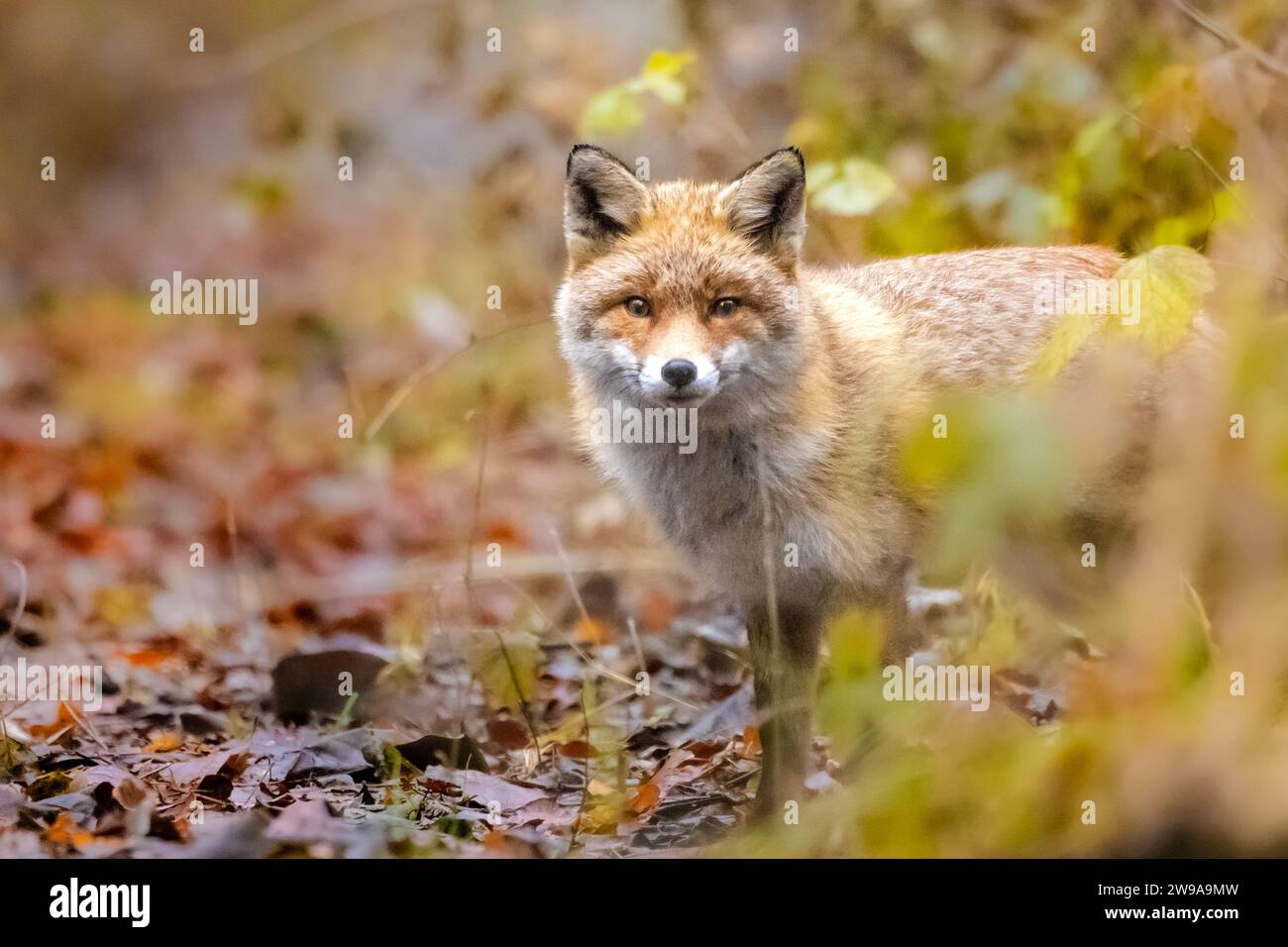 A closeup of a red fox standing in a grassy field Stock Photo - Alamy