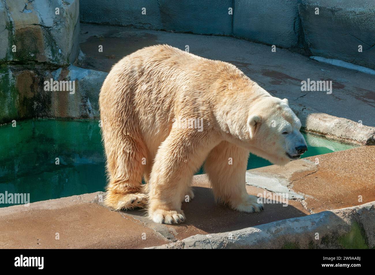 Zoological experience hi-res stock photography and images - Alamy