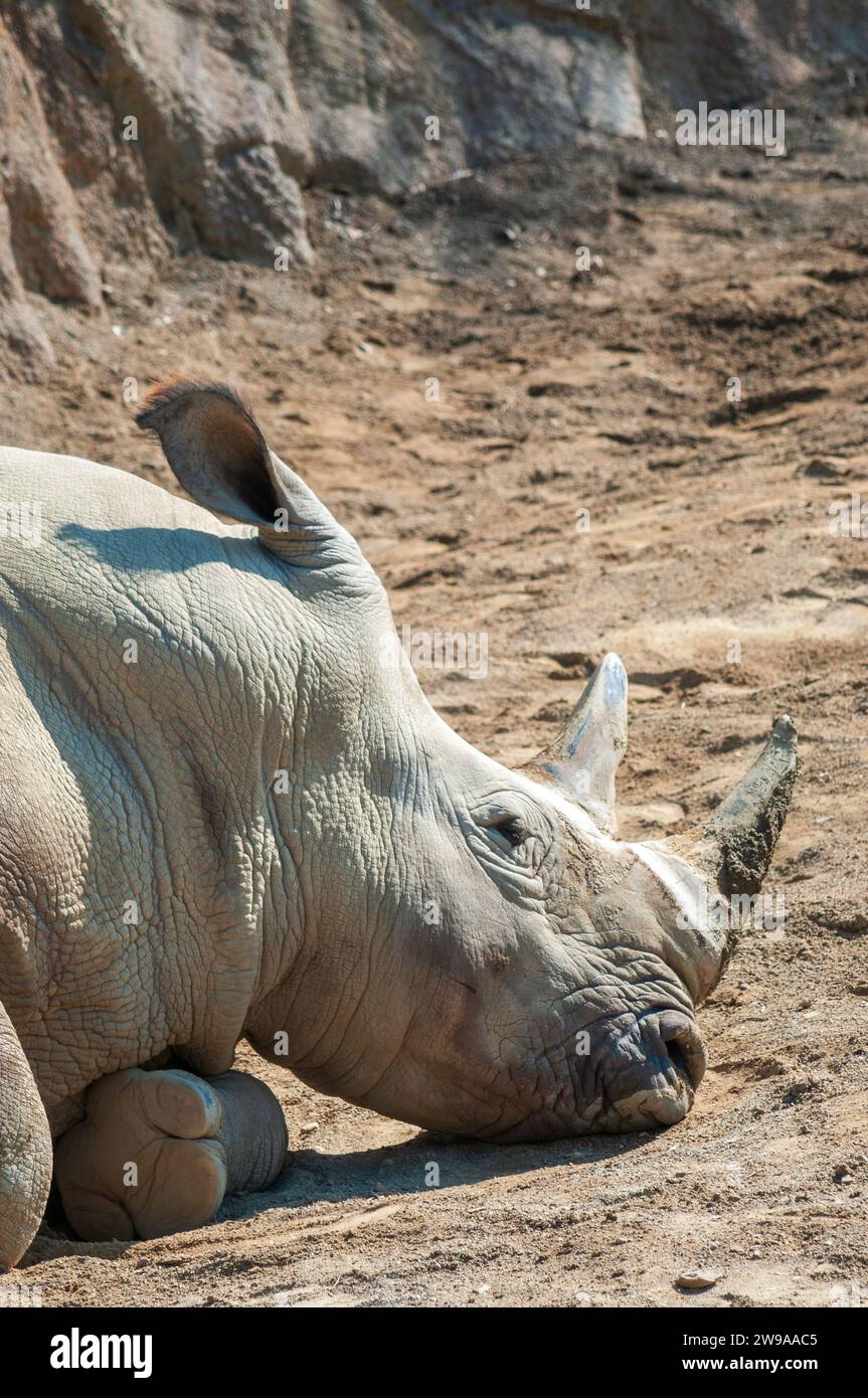 A Rhinosaurus at the Erie Zoo Stock Photo - Alamy