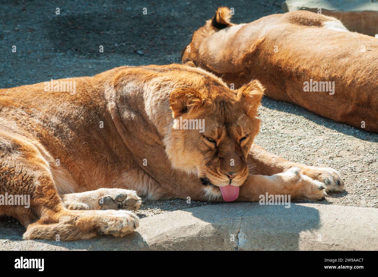 Two Lions at the Erie Zoo Stock Photo - Alamy