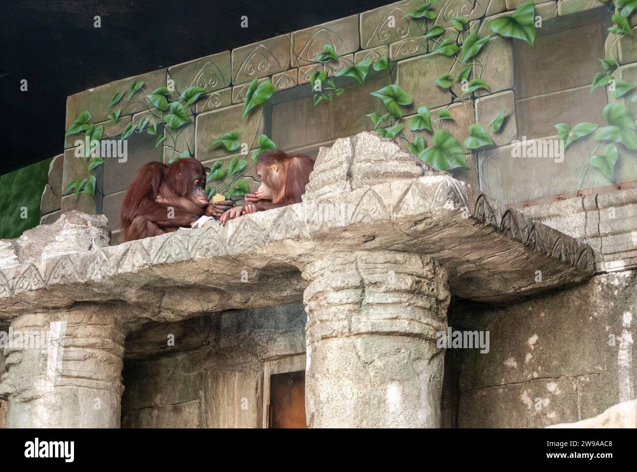 Monkey at the Erie Zoo, Erie, PA, USA Stock Photo - Alamy