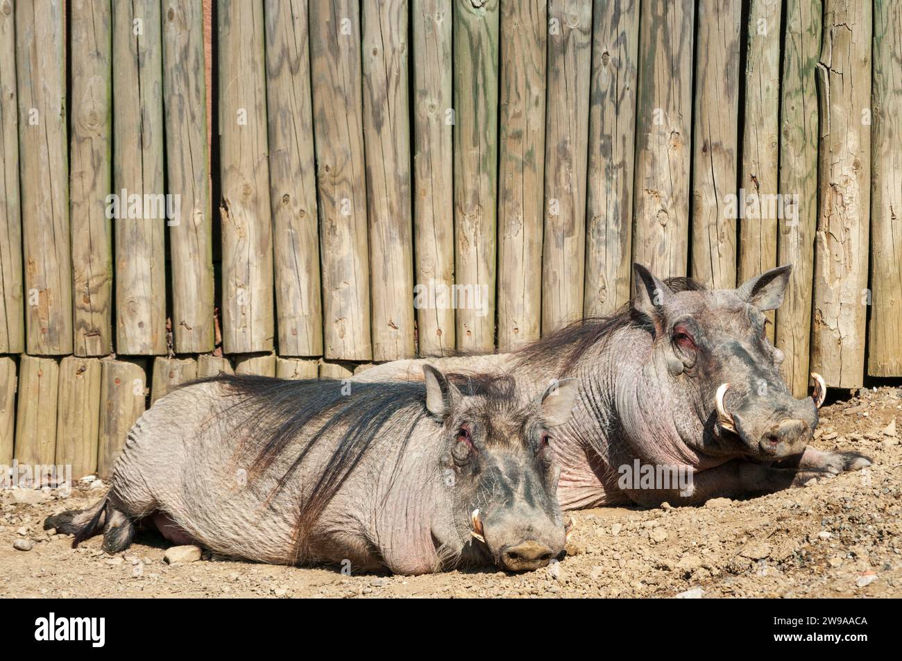 Two Warthogs at the Erie Zoo Stock Photo - Alamy
