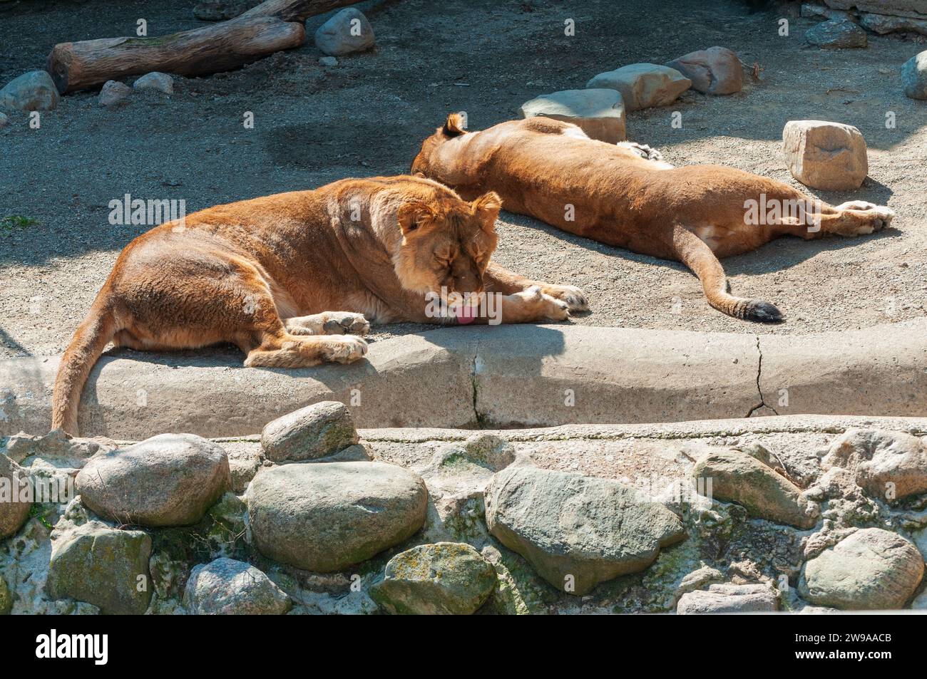 Two Lions at the Erie Zoo Stock Photo - Alamy