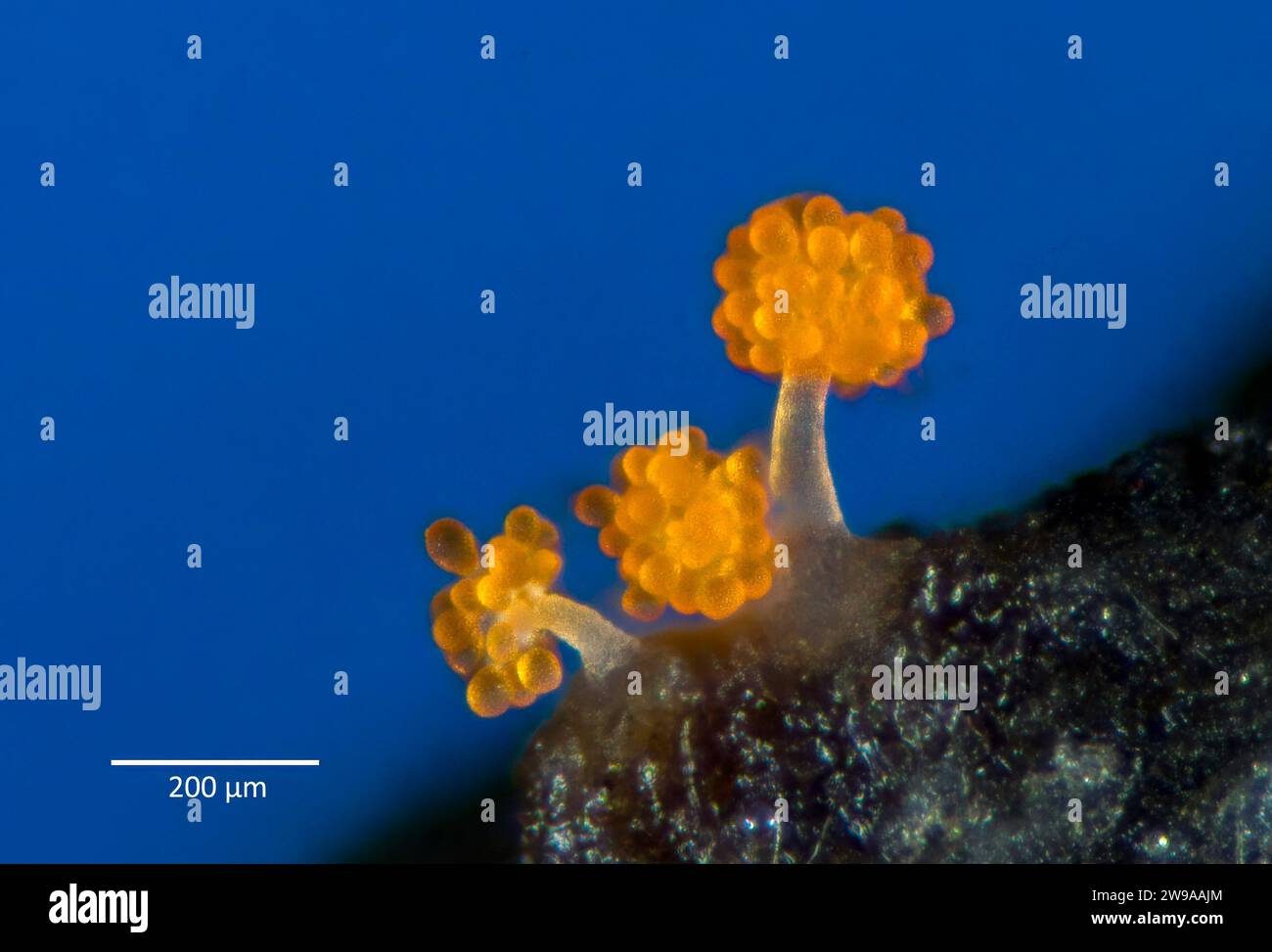 Stigmatella aurantiaca hi-res stock photography and images - Alamy