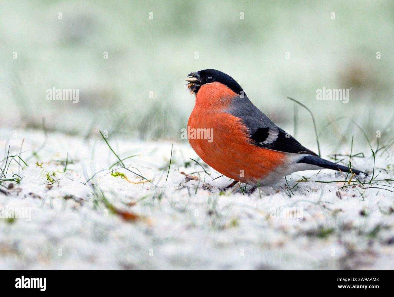 Male Bullfinch (Pyrrhula pyrrhula) from Hidra, south-western Norway in ...