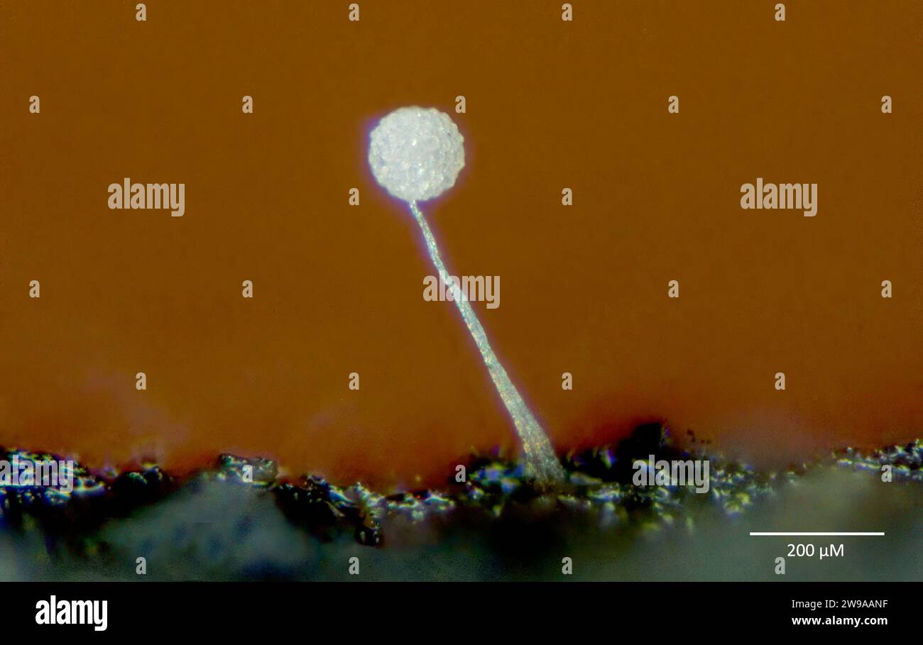 Sporocarp of slimemold from the genus Echinostelium. Photographed from ...