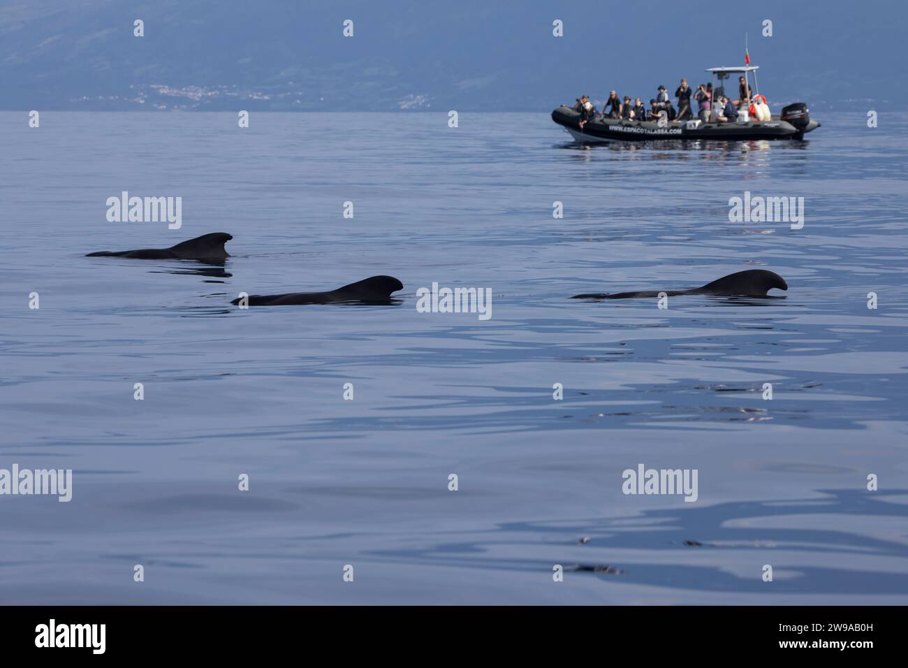 Pilot Whales (Globicephala macrorhynchus) resting / logging on the ...