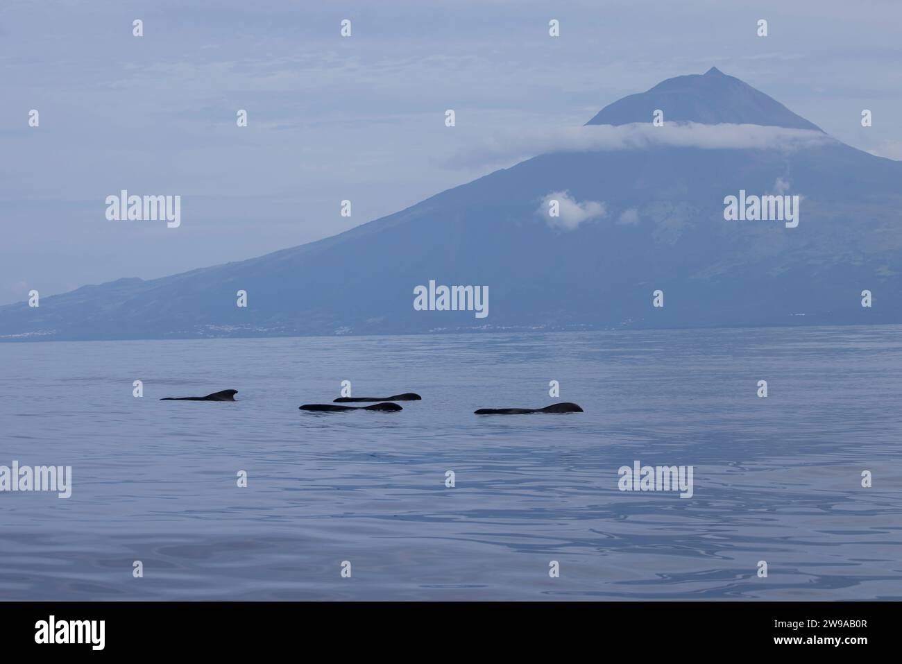 Pilot Whales (Globicephala macrorhynchus) resting / logging on the ...