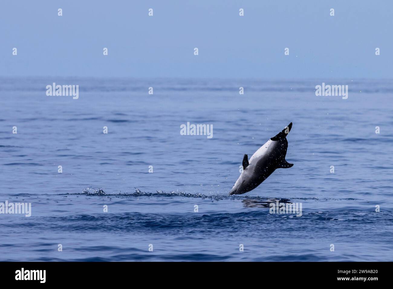 Atlantic Spotted Dolphins (Stenella frontalis) visit the Azores in ...