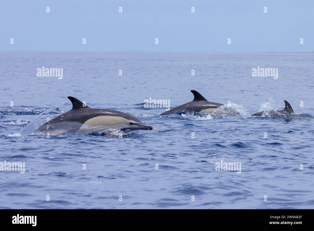 Short-beaked Common Dolphins (Delphinus delphis) are residents of the Azorean waters Stock Photo ...