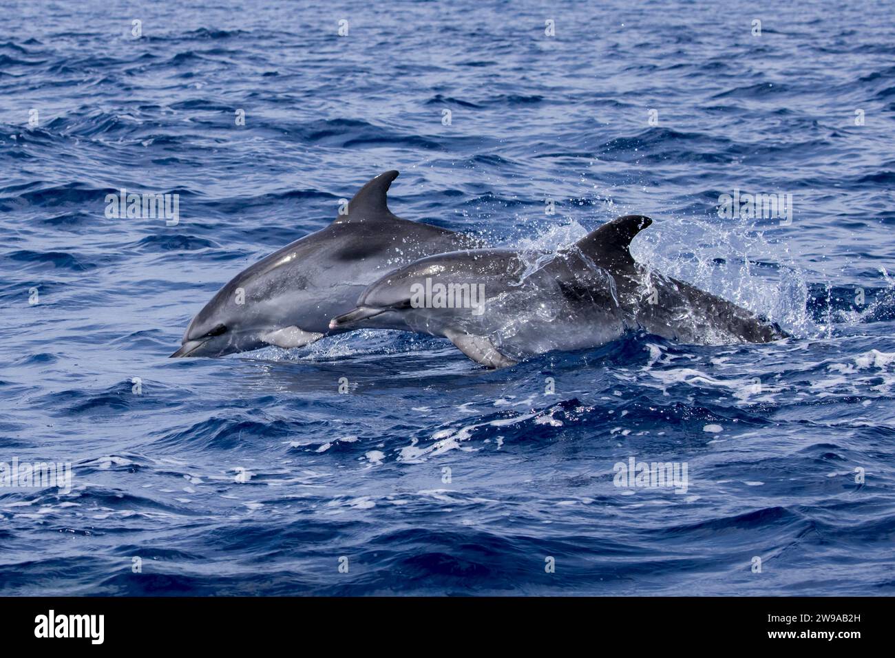 Atlantic Spotted Dolphins (Stenella frontalis) visit the Azores in ...