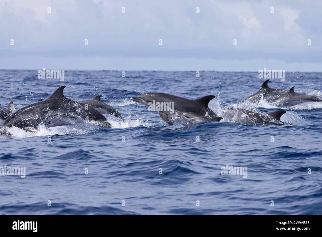 Atlantic Spotted Dolphins (Stenella frontalis) visit the Azores in ...