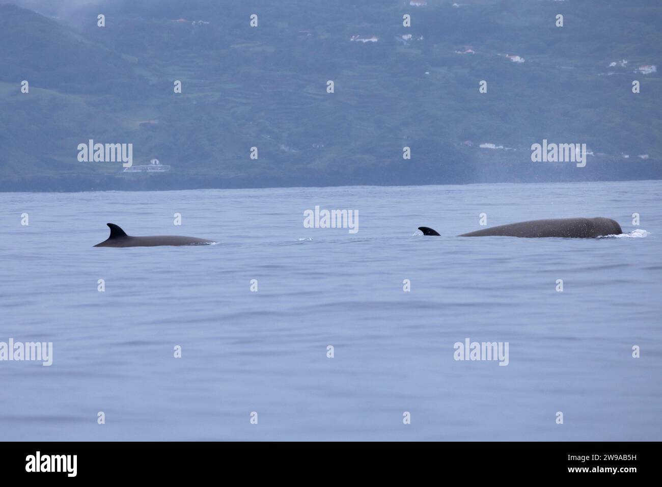 Northern Bottlenose Whales (Hyperoodon ampullatus) visit the Azorean ...