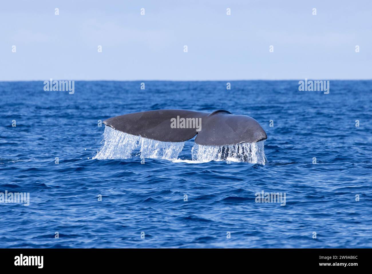 Sperm whale mother baby hi-res stock photography and images - Alamy