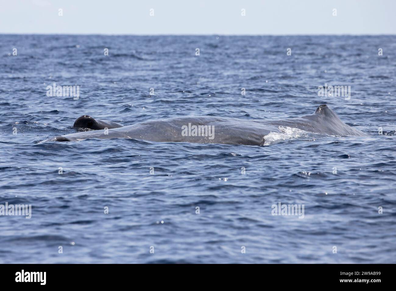 Sperm whale giant squid hi-res stock photography and images - Alamy