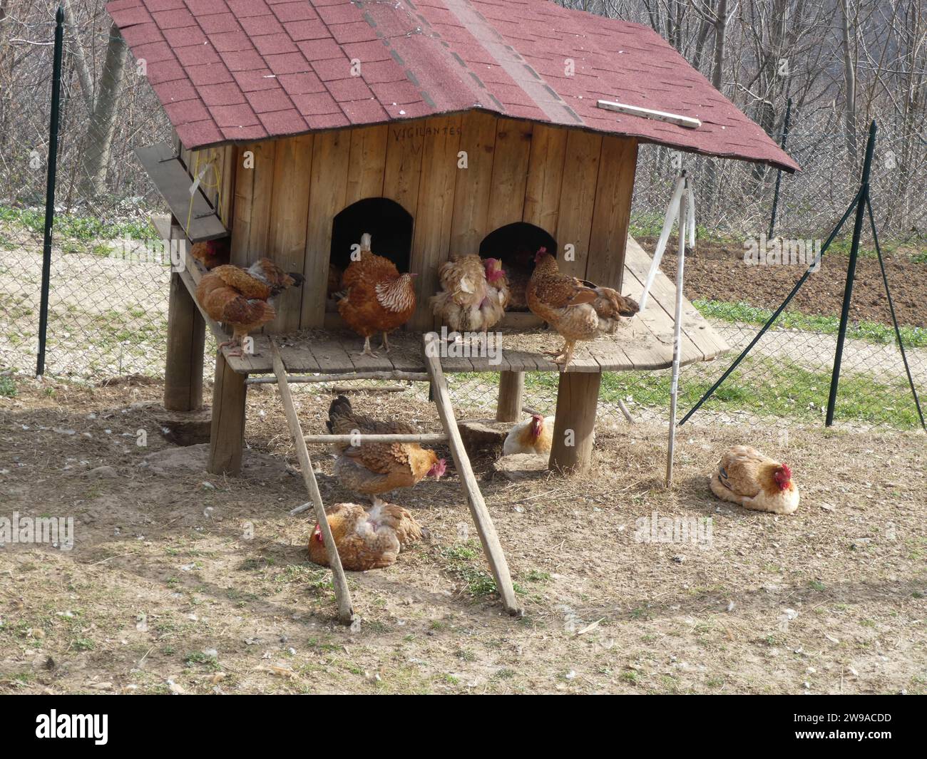 Pecking house hi-res stock photography and images - Alamy