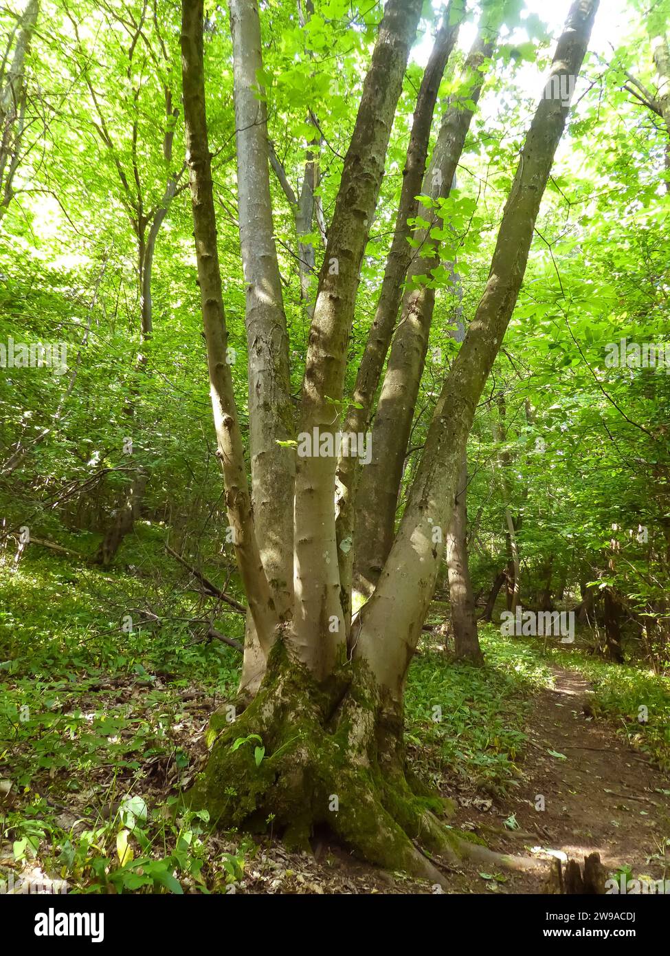 strange tree from whose single trunk many branches and trunks branch ...