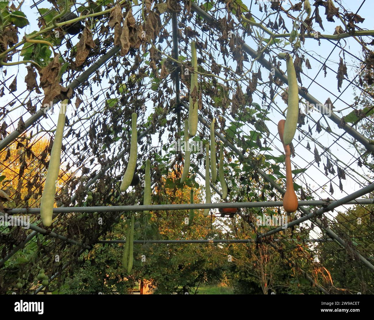vertical vegetable garden with long courgettes hanging above to prevent ...