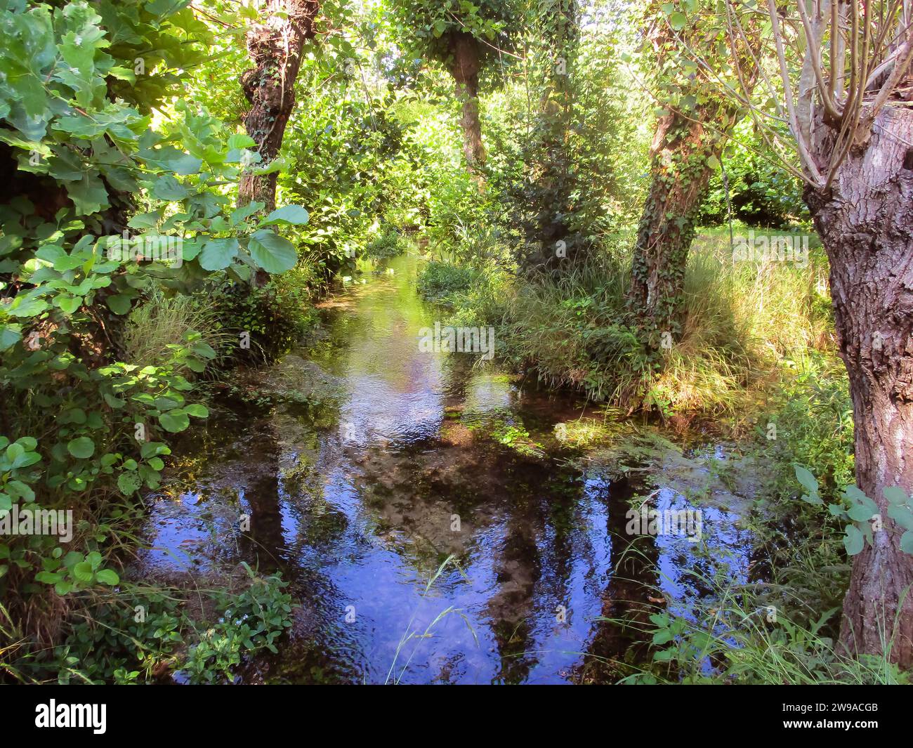 Pristine nature landscape with spring water pool and lush vegetation ...