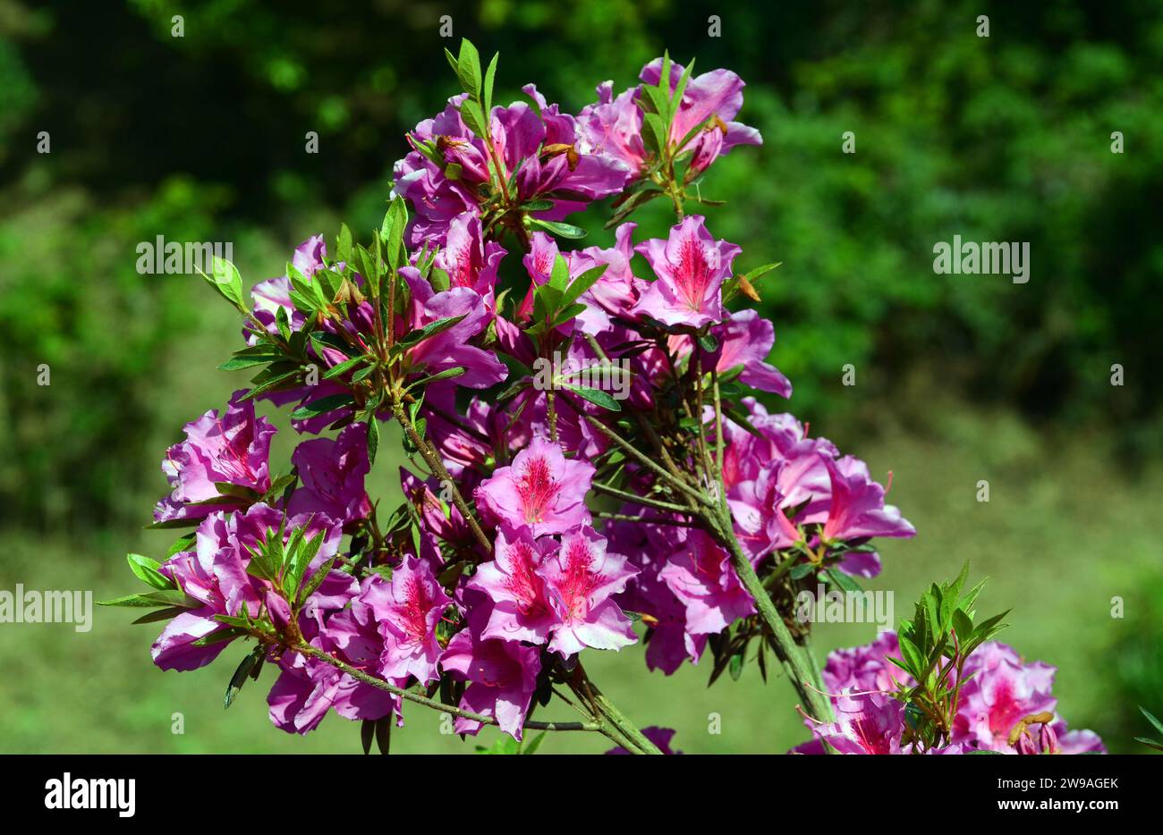 Nature abstract of flower petals, beige transparent leaves with natural ...