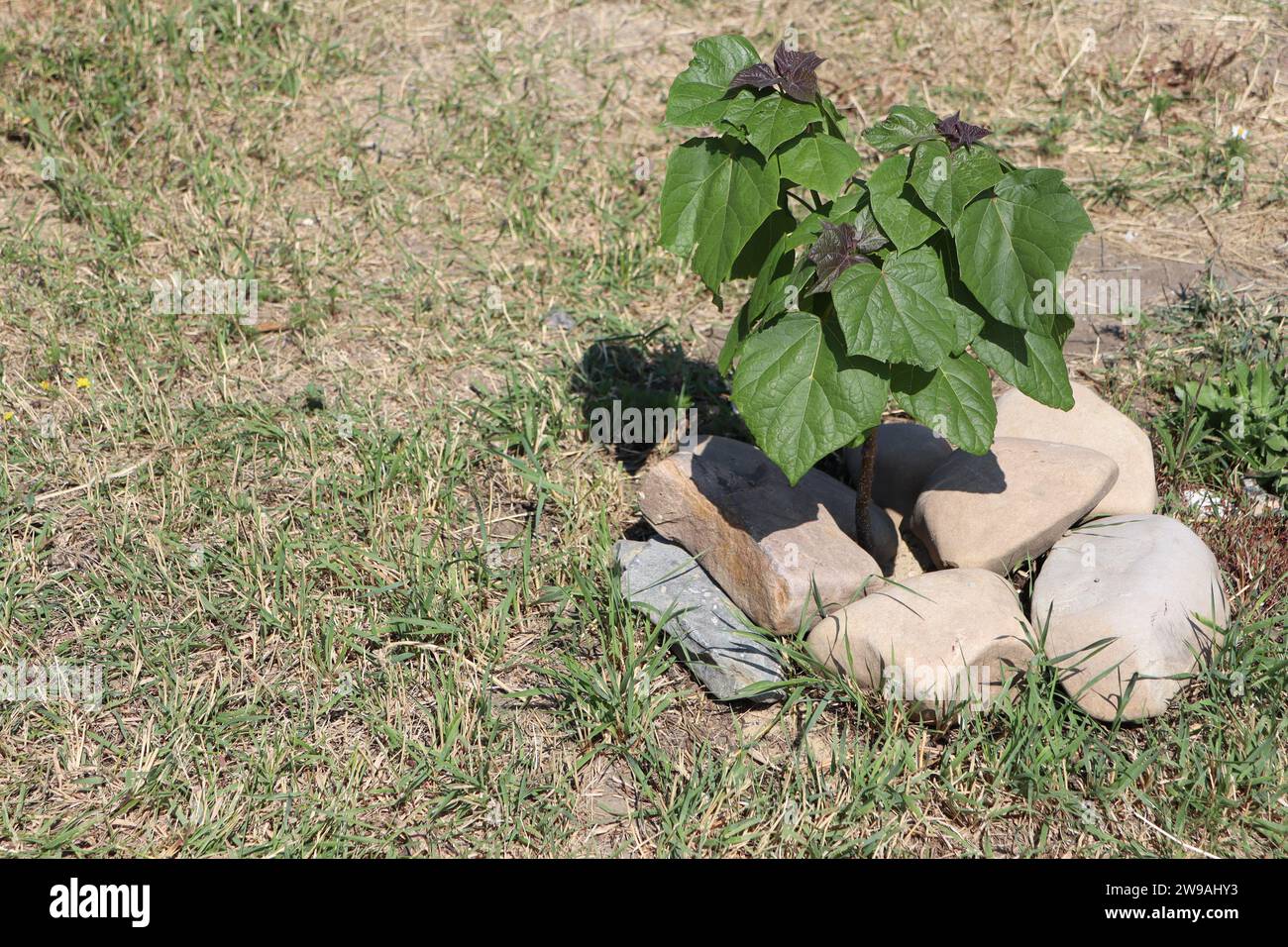 Catalpa is a species of deciduous tree in the family Bignoniaceae that ...