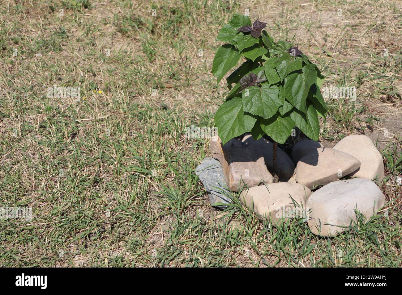 Catalpa is a species of deciduous tree in the family Bignoniaceae that ...