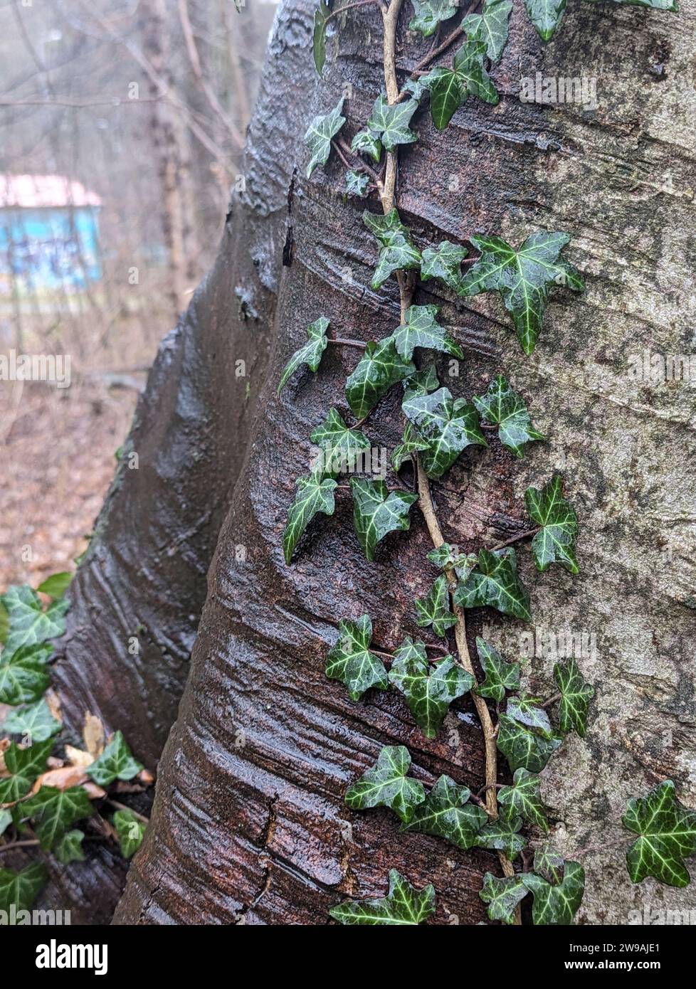Old vine trunk hi-res stock photography and images - Alamy