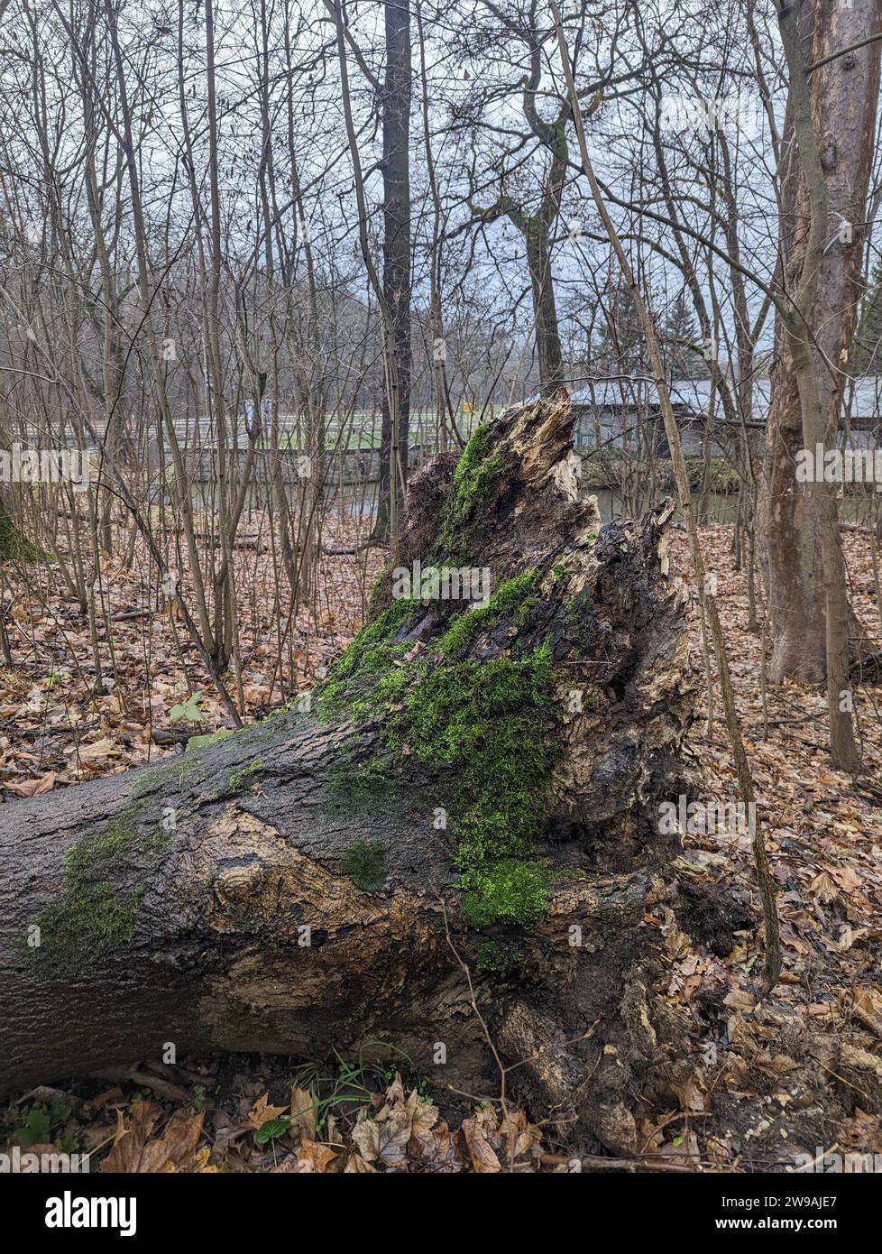 A large, uprooted log lies on the forest floor, having been recently ...