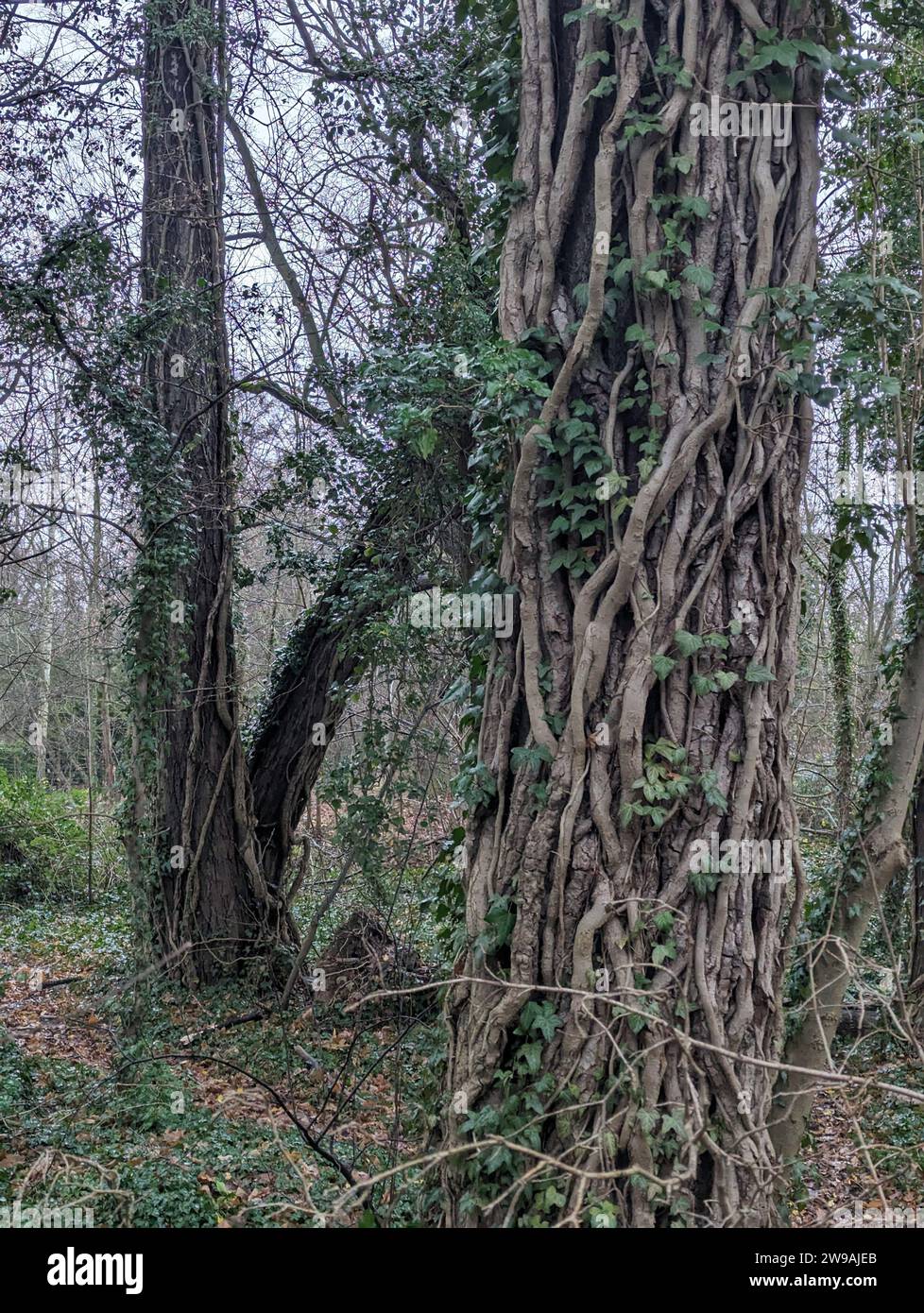 Vine trunk hi-res stock photography and images - Alamy