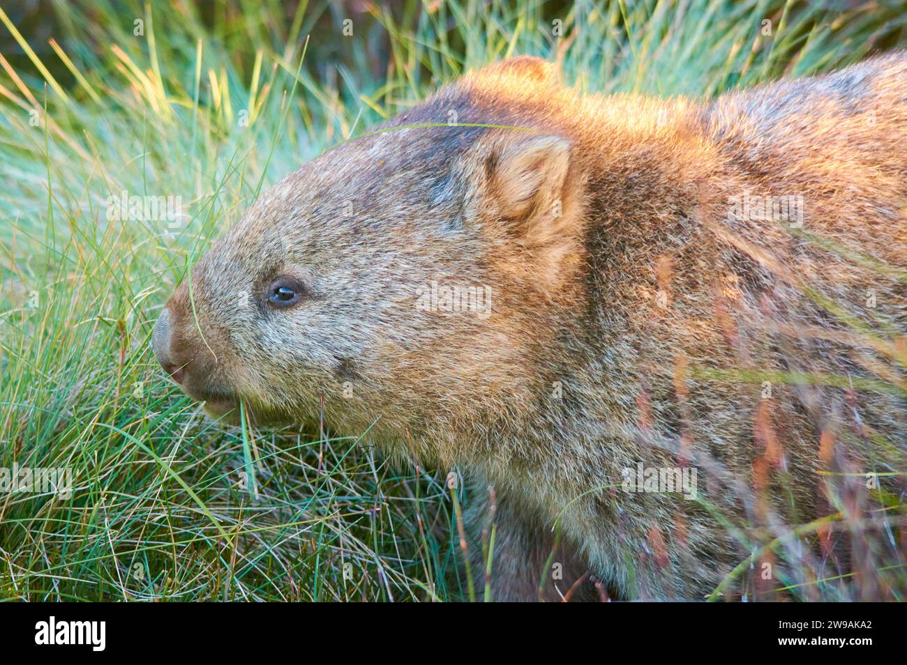 A Common Wombat, Vombatus ursinus, also known as Bare-nosed Wombat ...