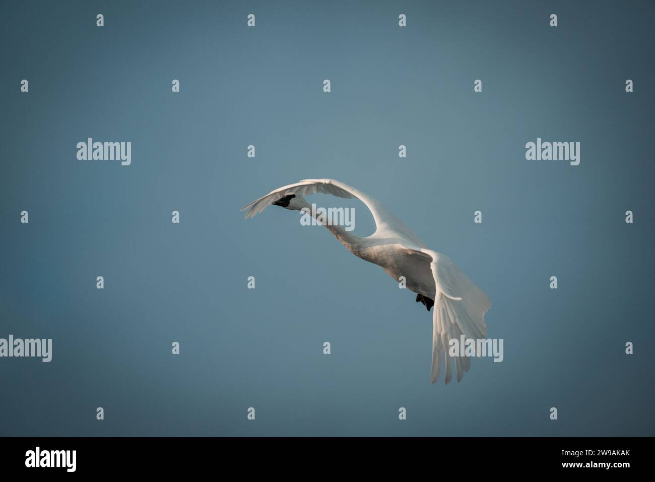 A majestic bird is seen gliding through the pristine blue sky above ...