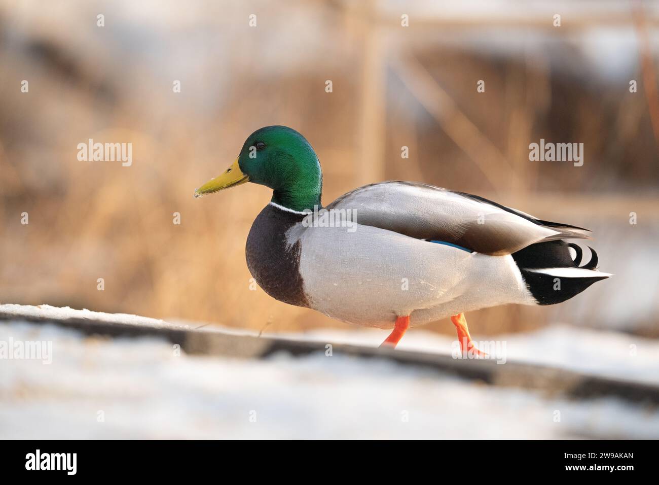 A beautiful Mallard duck perched atop a snow-covered railing in a ...