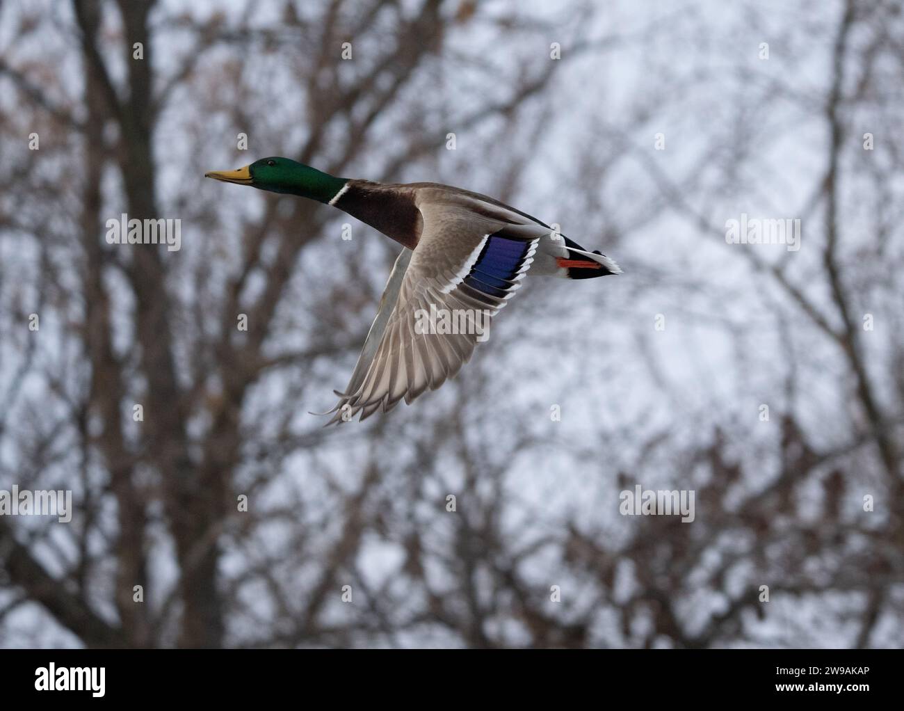 Float backdrop hi-res stock photography and images - Alamy