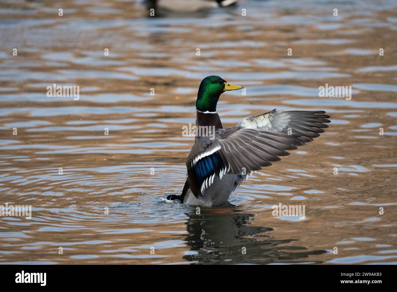 An adult duck perched in a calm body of water, its wings extended in a ...
