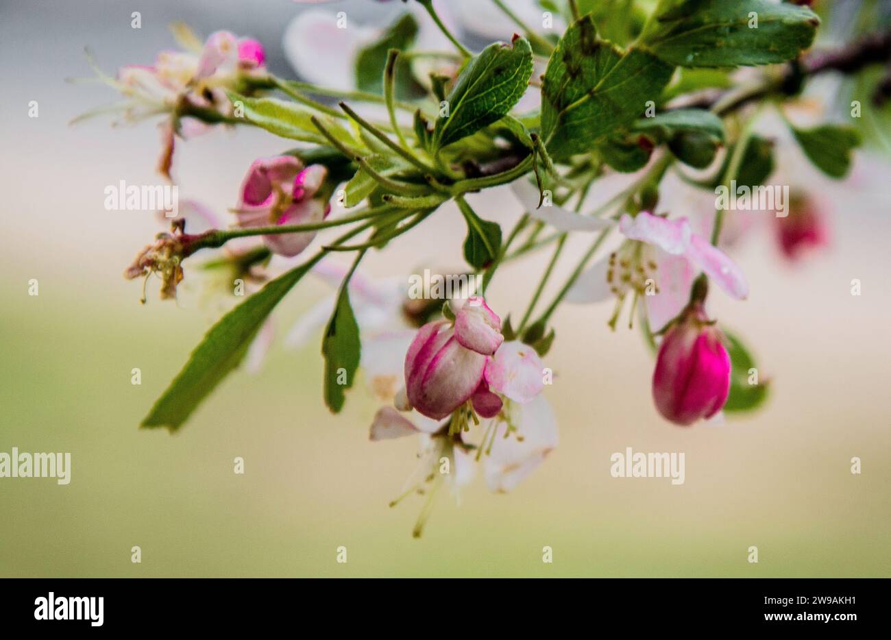 Nature abstract of flower petals, beige transparent leaves with natural ...