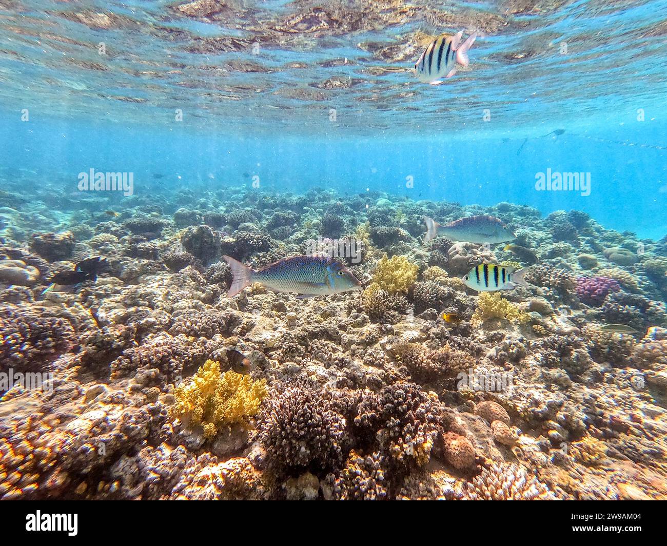 Tropical Spangled Emperor fish known as Lethrinus Nebulosus underwater ...