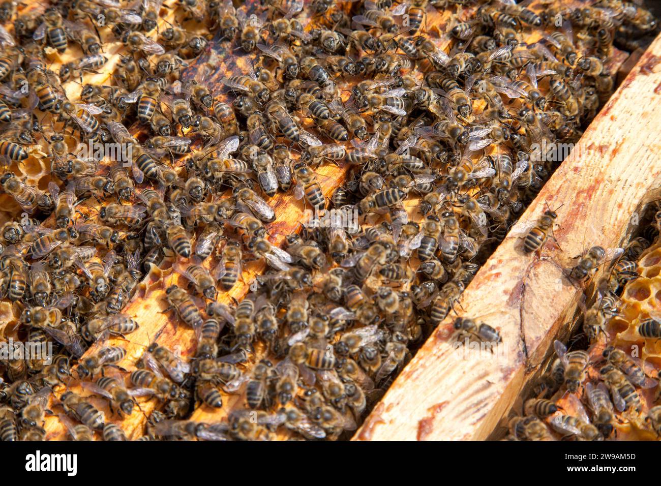 Frames of a beehive. Close up view of the opened hive body showing the ...
