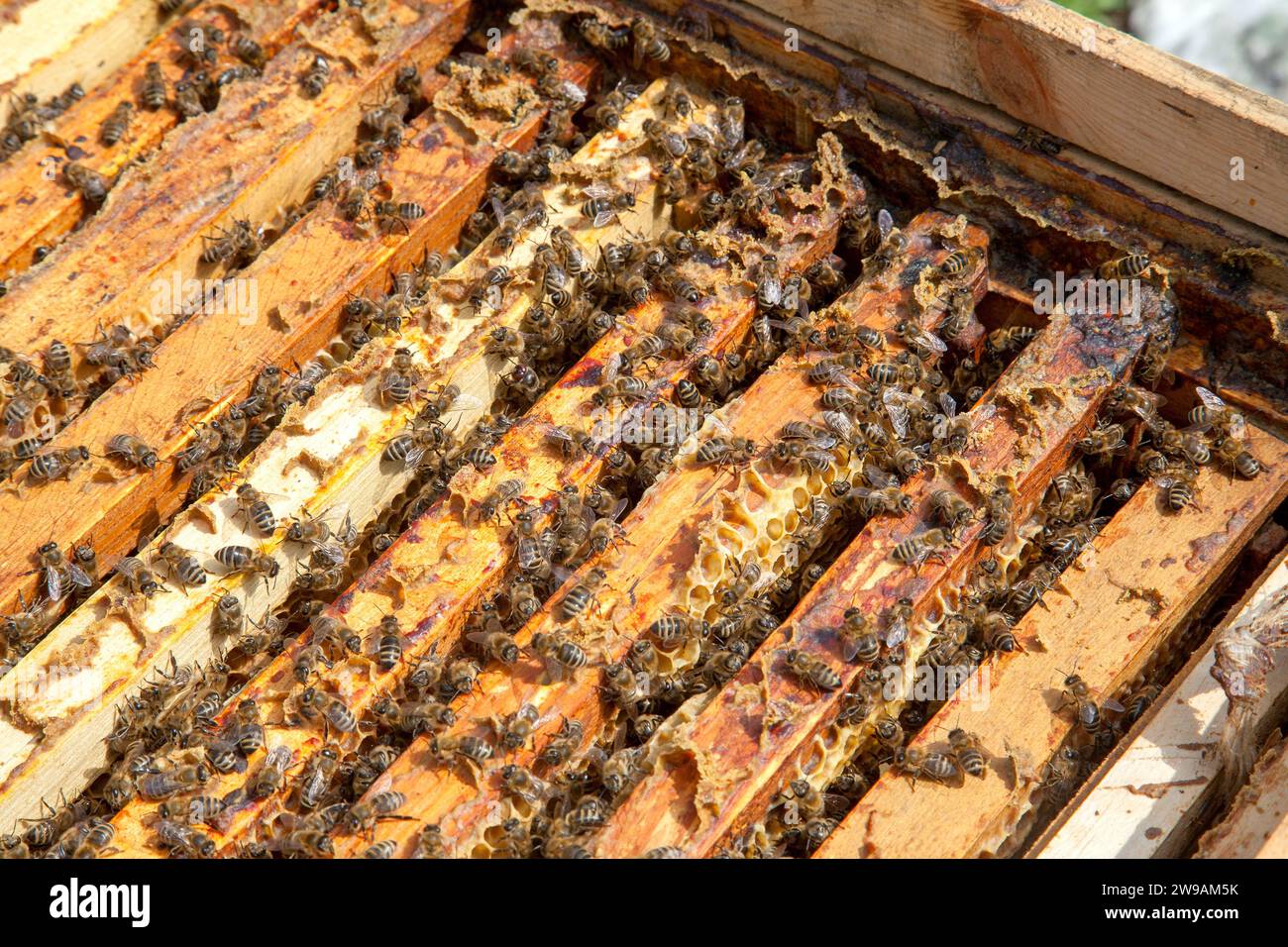Frames of a beehive. Close up view of the opened hive body showing the ...
