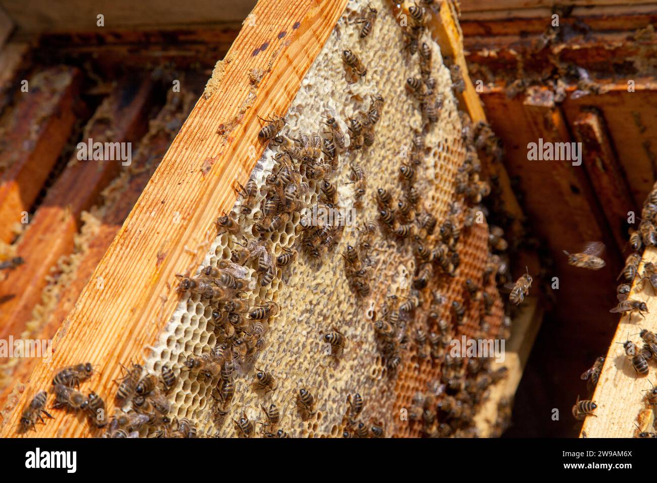 Frames of a beehive. Busy bees inside the hive with open and sealed ...