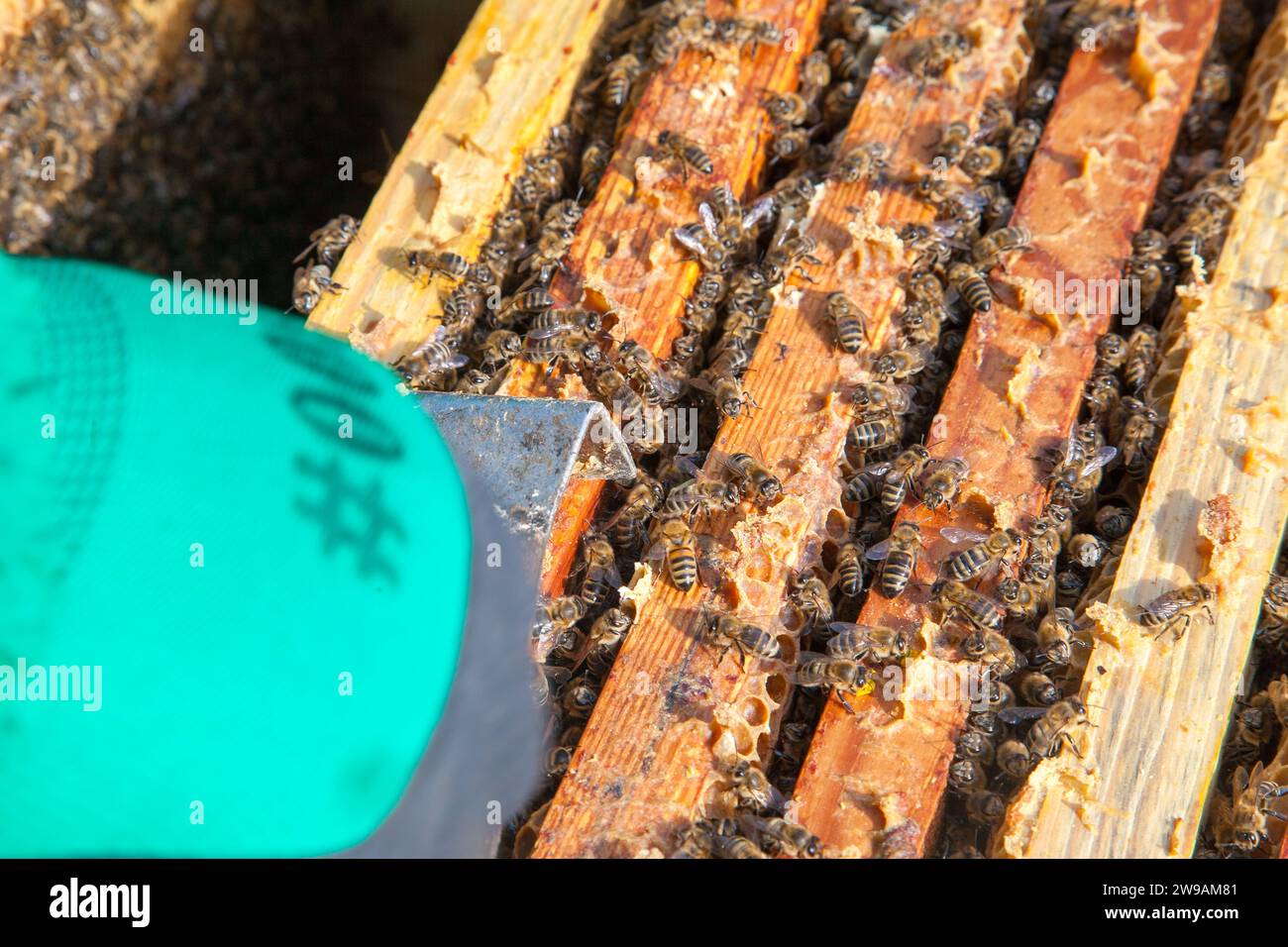 Frames of a beehive. Close up view of the opened hive body showing the ...