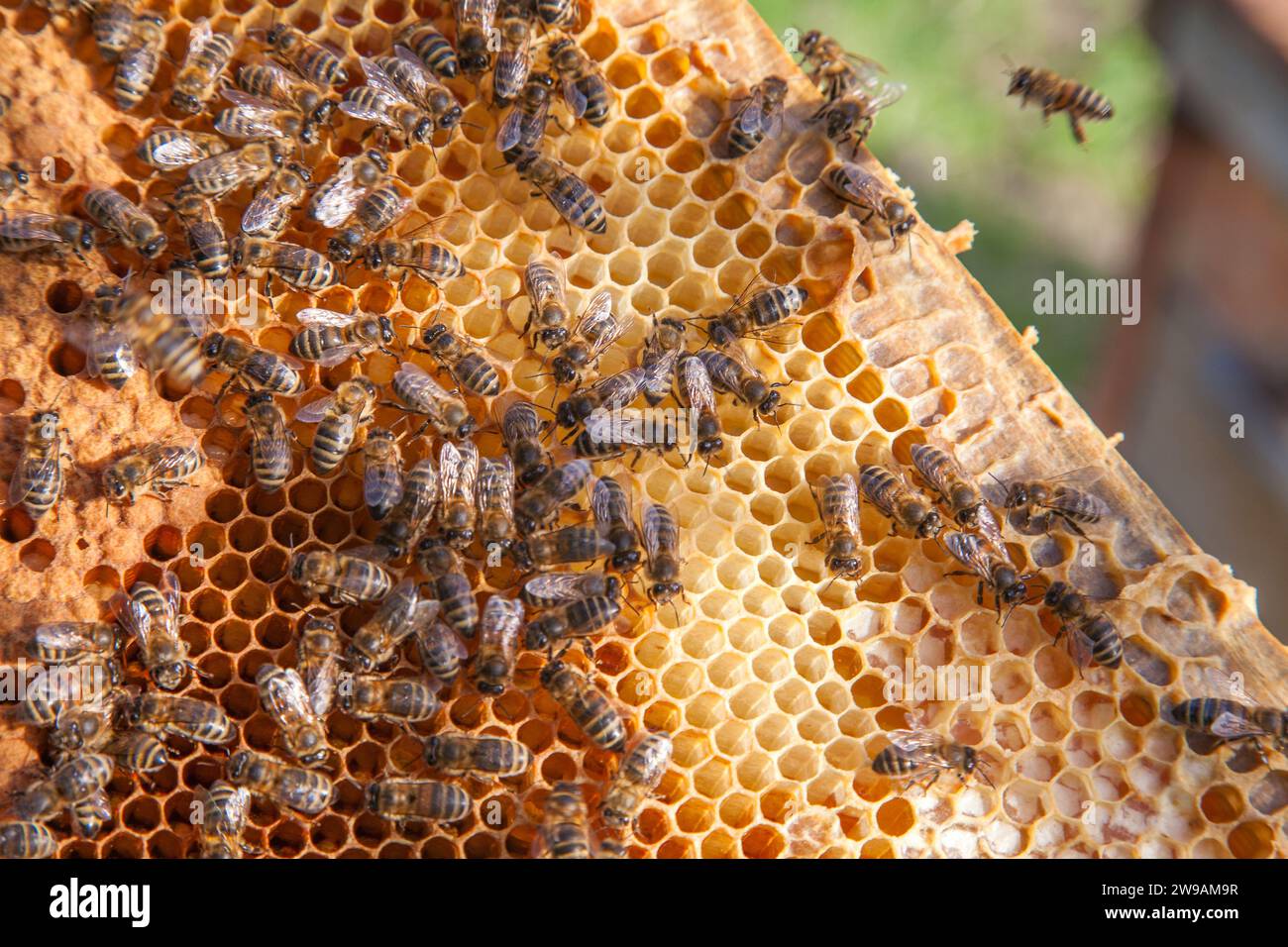 Frames of a beehive. Busy bees inside the hive with open and sealed ...