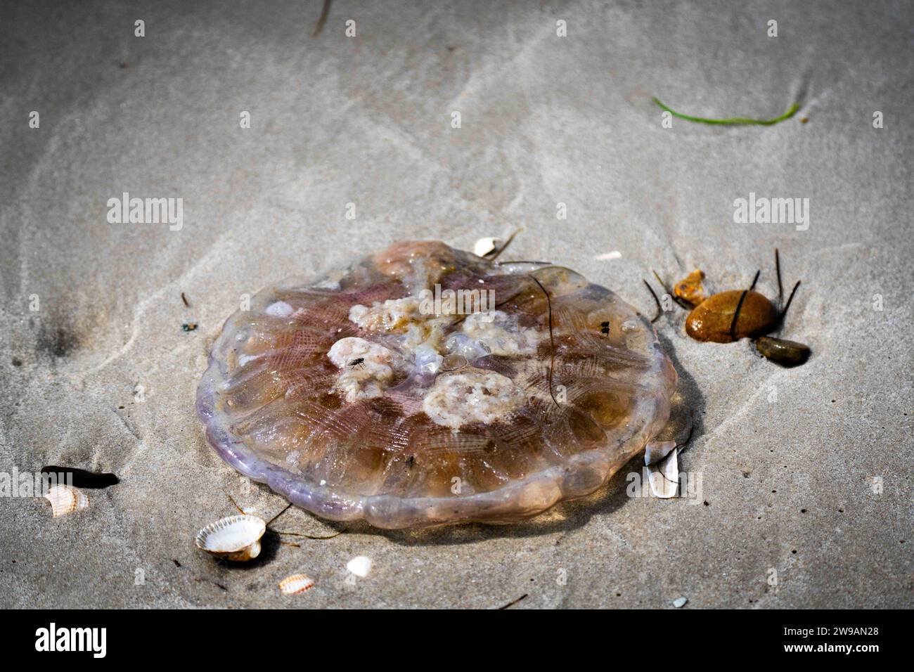 A close-up shot of a jellyfish lying in the sand of a shallow body of ...