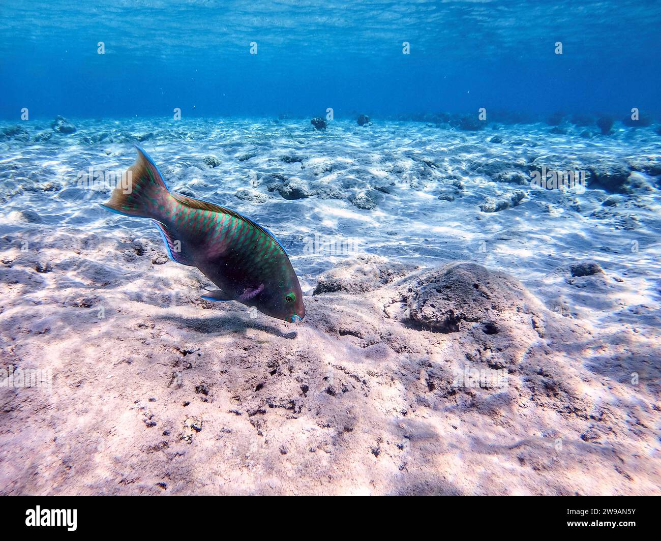 Colorful tropical Hipposcarus longiceps or Longnose Parrotfish known as ...
