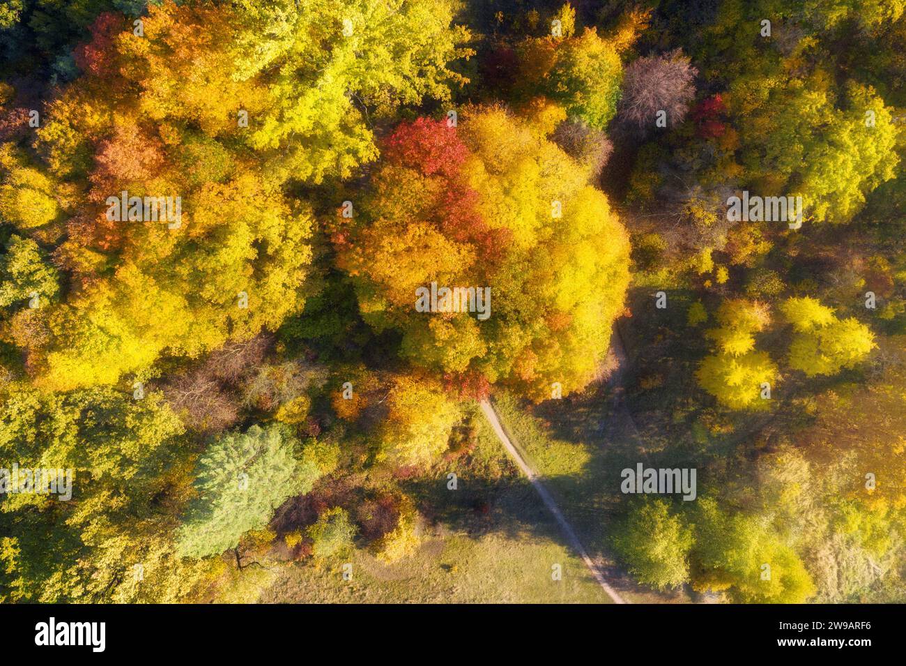 Aerial view sunny colorful forest hi-res stock photography and images ...