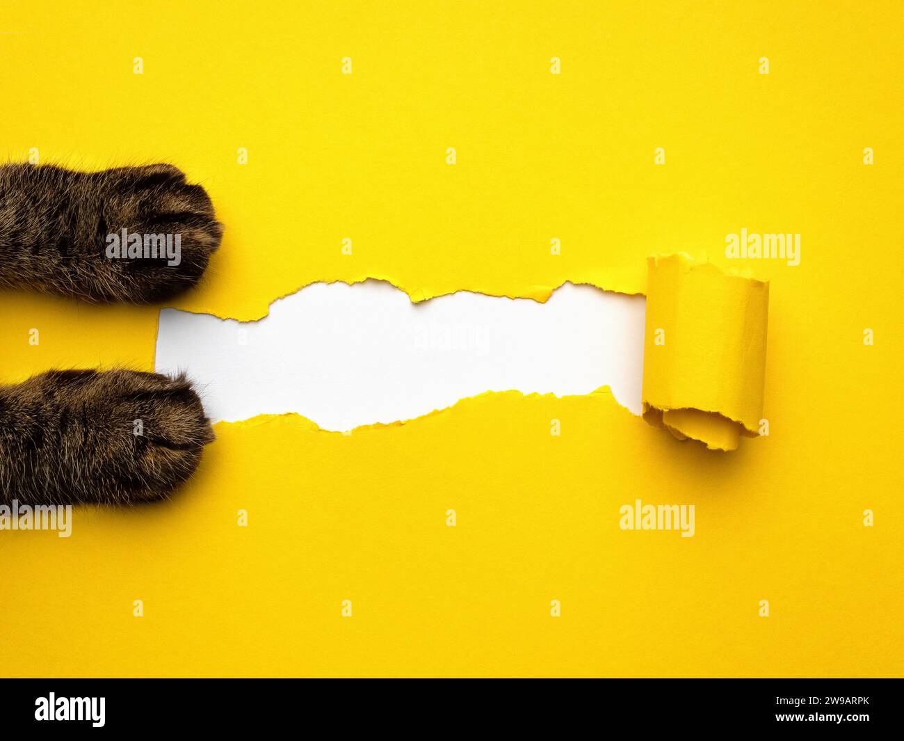 Yellow torn paper with with cat legs. Space for text on white ...