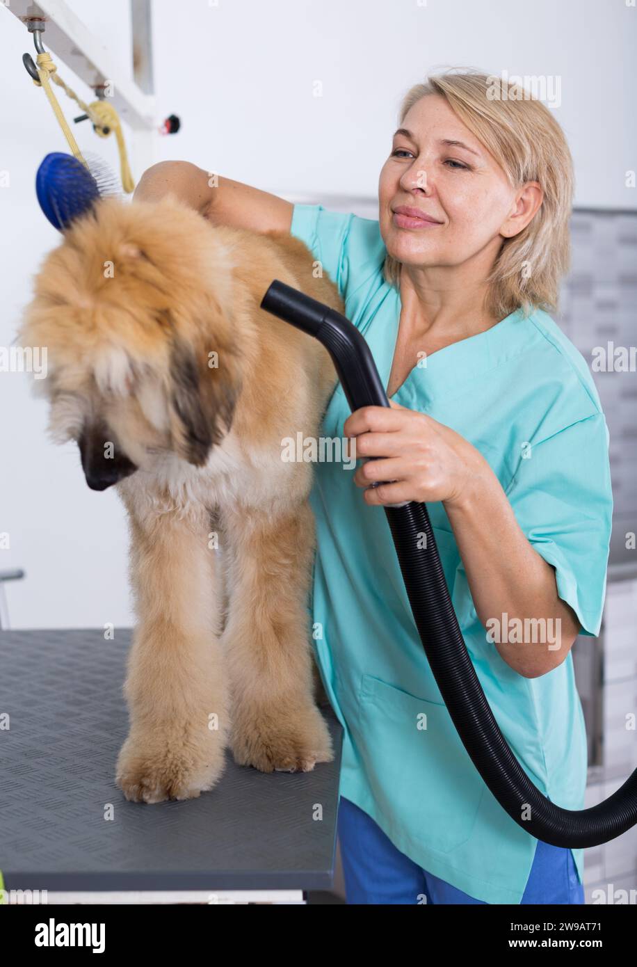 Hairdresser professional dries hair by fen dog fur Afghan hound dog in ...