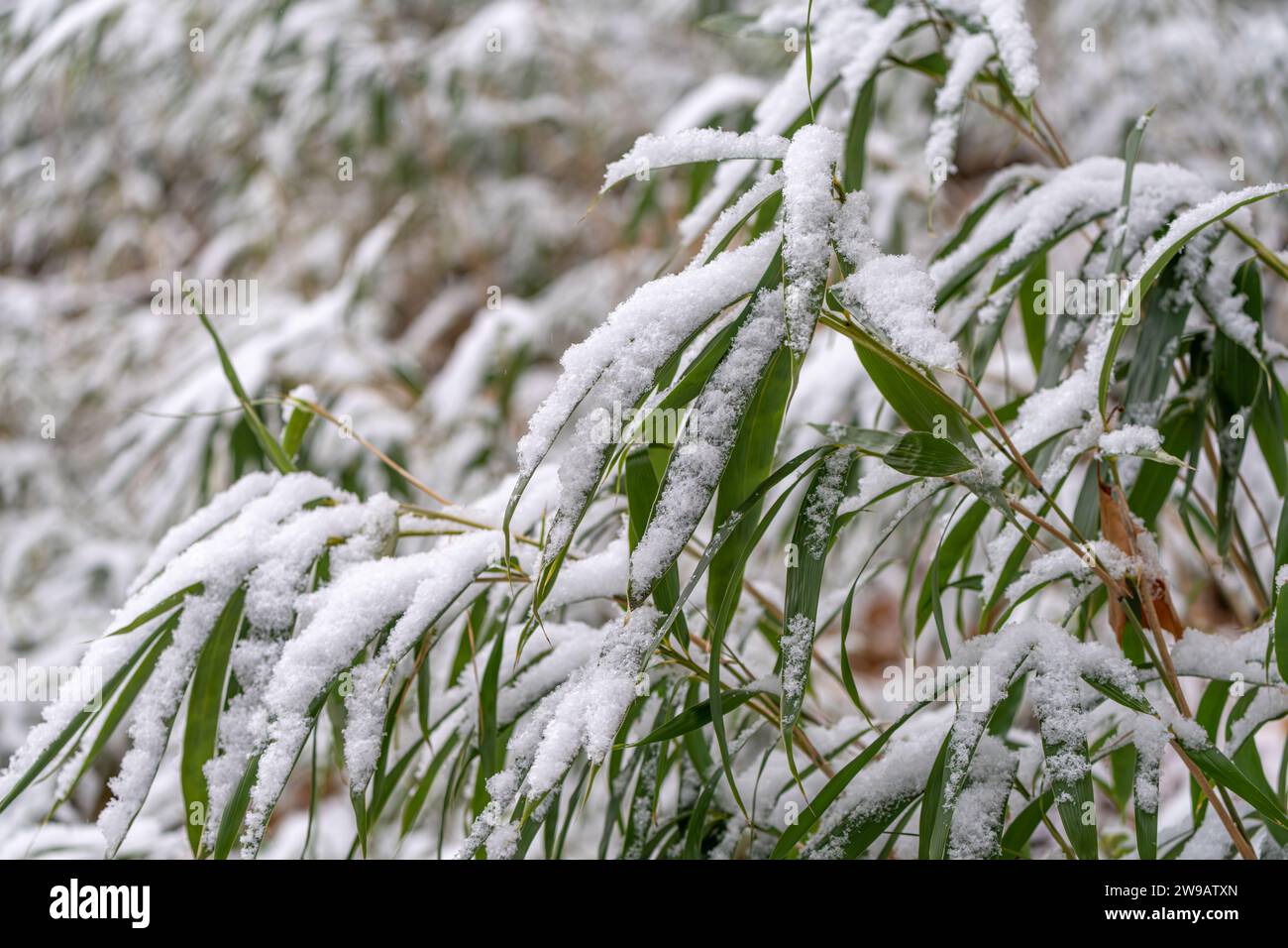 Background snowy bamboo hi-res stock photography and images - Alamy
