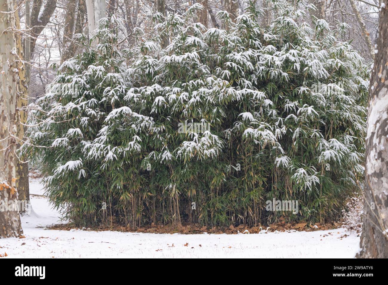 Snowfall bamboo hi-res stock photography and images - Alamy