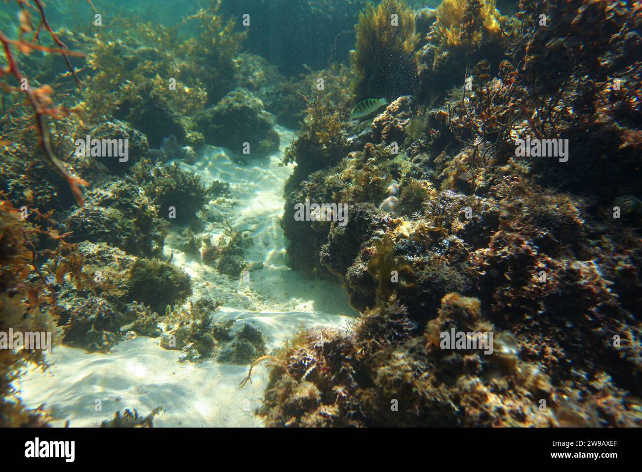Snorkeling at Anakao, Madagascar - mostly plants on sandy sea floor ...